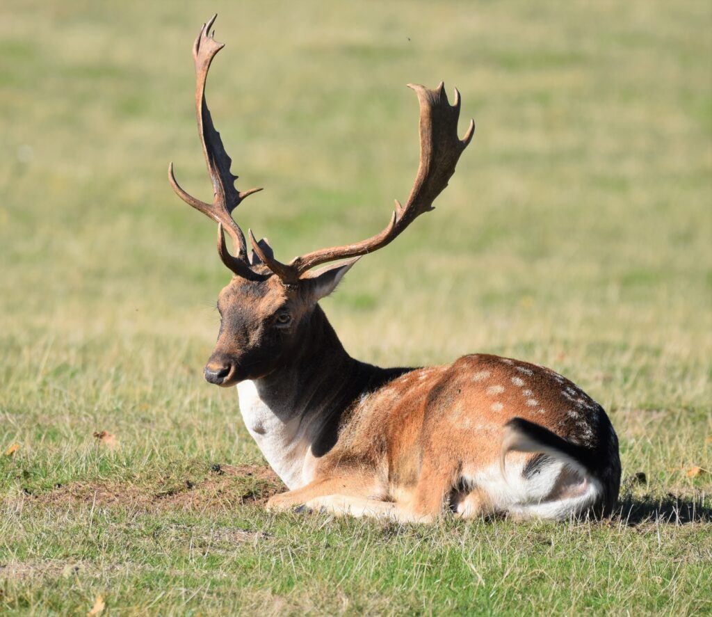 Fallow Deer Buck Card - Sarah Punter Photography